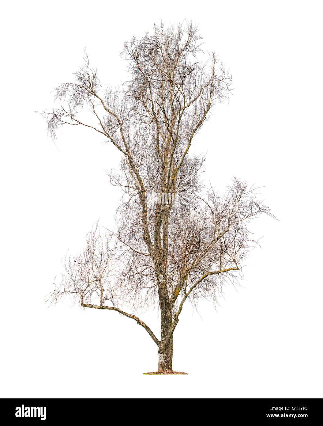 Tall thin tree hi-res stock photography and images - Alamy