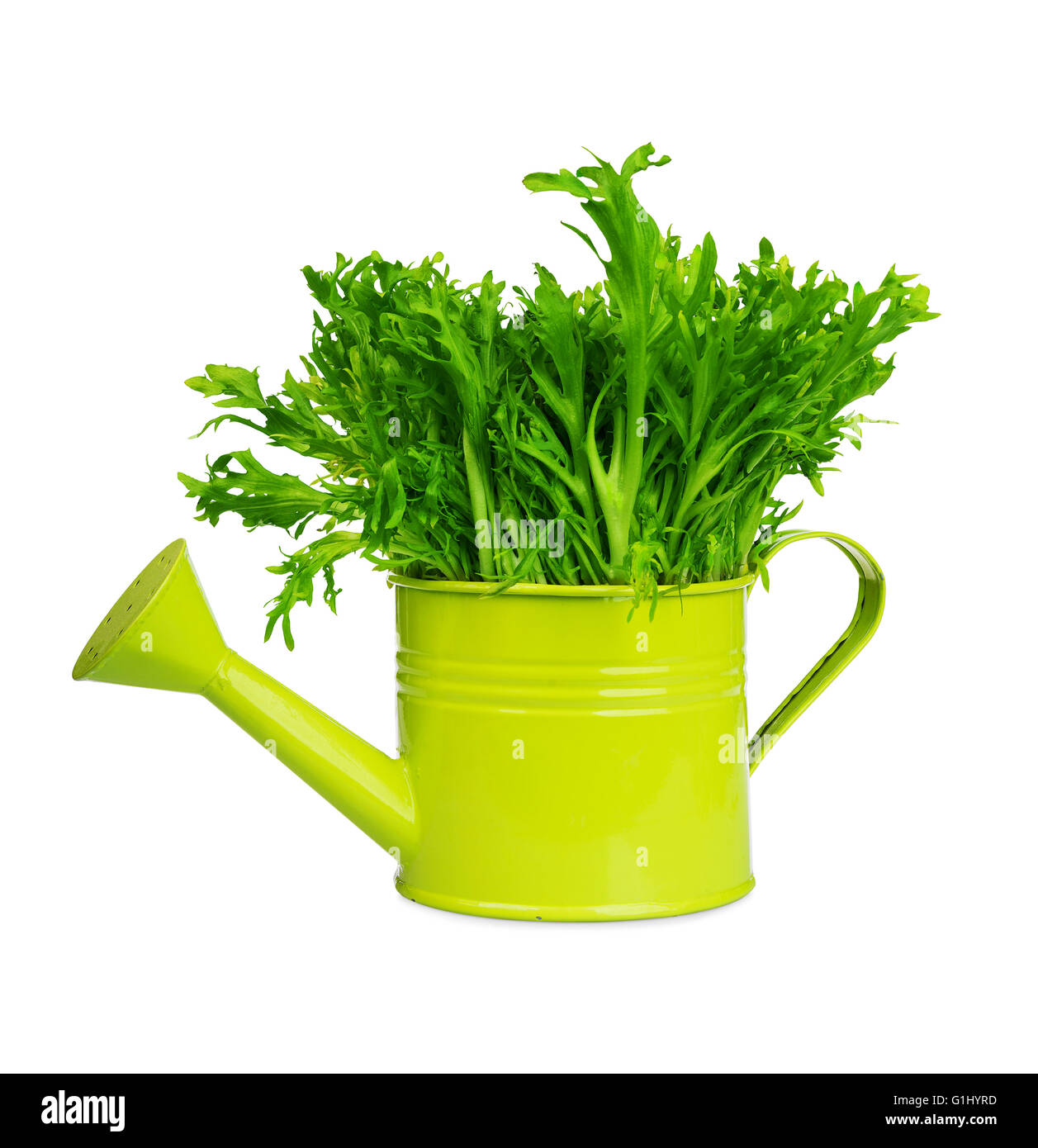 Fresh baby endive in green watering can isolated on white Stock Photo ...