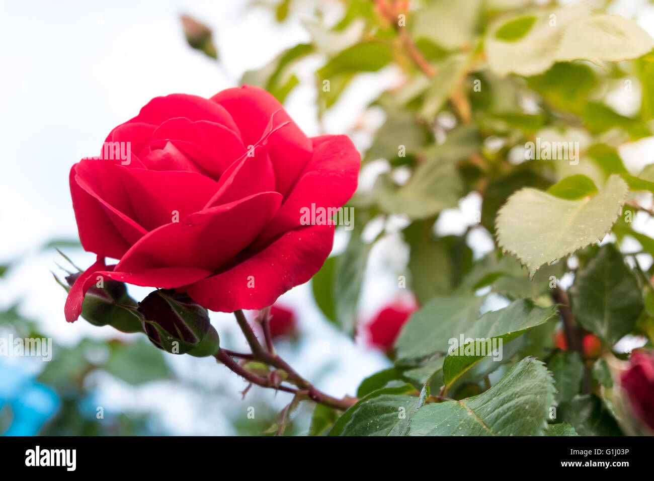 Red rose on a rose tree Stock Photo - Alamy