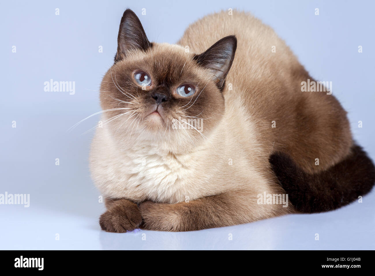 Studio portrait of siamese cat Stock Photo - Alamy