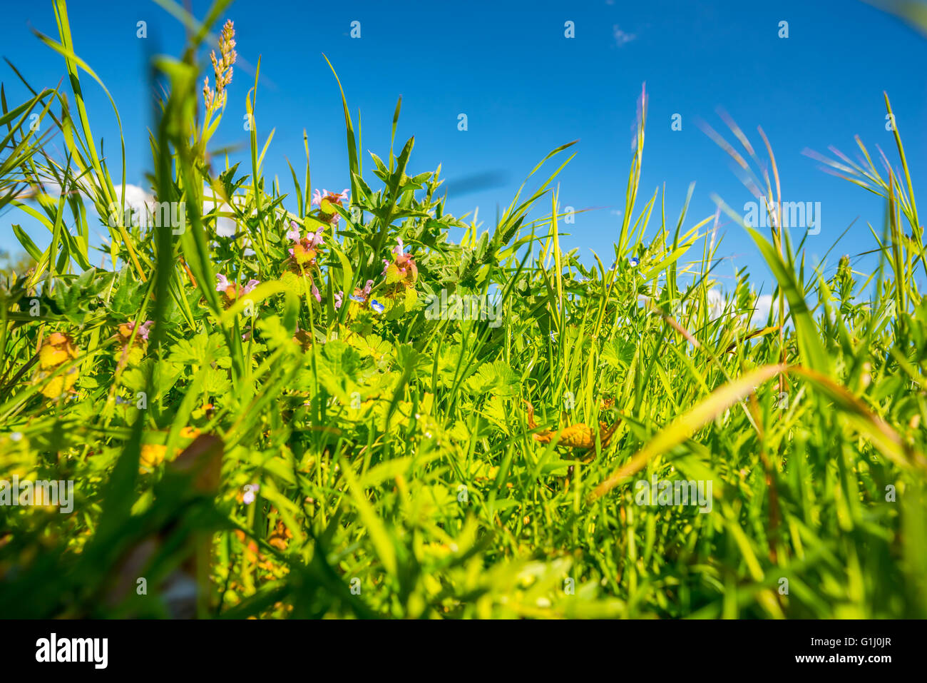 green grass field and bright blue sky Stock Photo - Alamy
