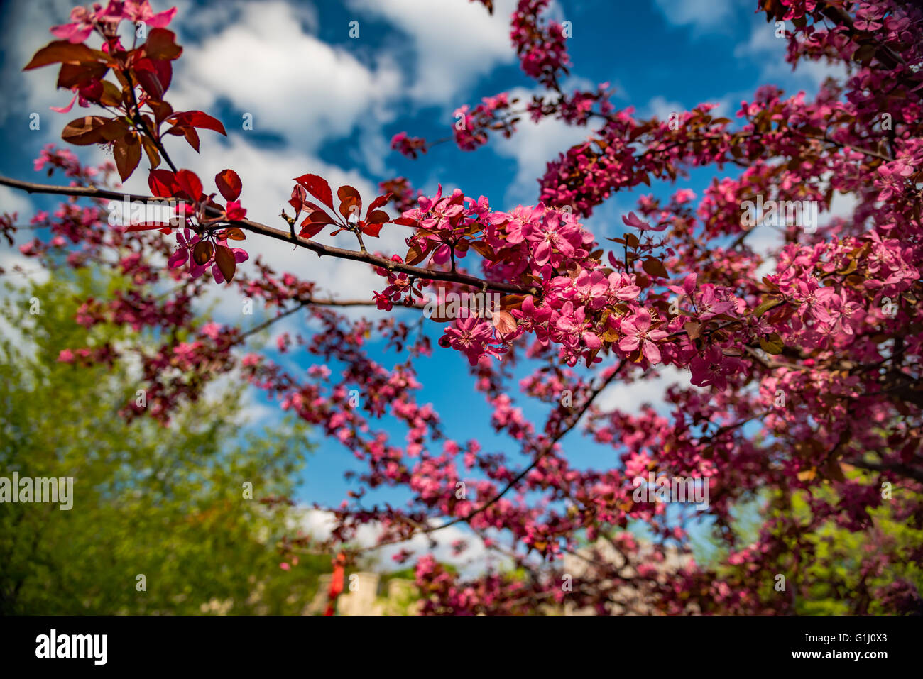 blossom branch red flowers Stock Photo - Alamy