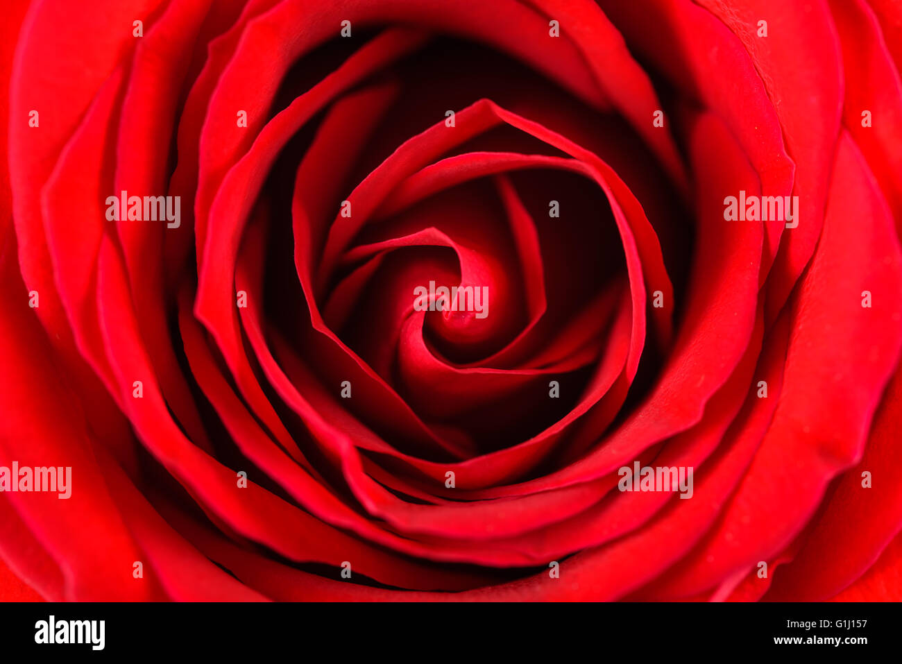Romantic Red Rose Inside Velvet Petals Stock Photo - Alamy