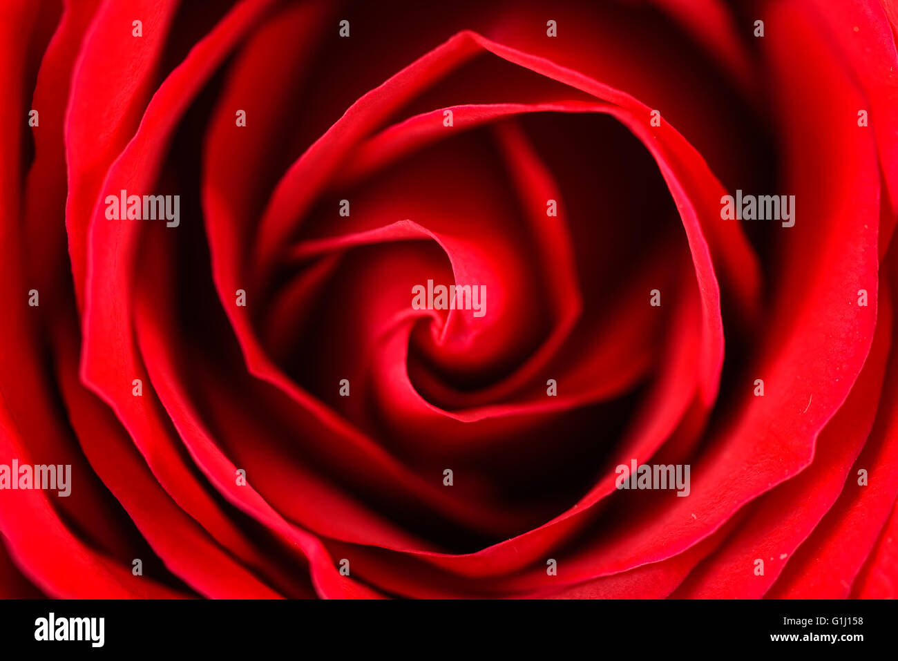 Romantic Red Rose Inside Velvet Petals Stock Photo - Alamy