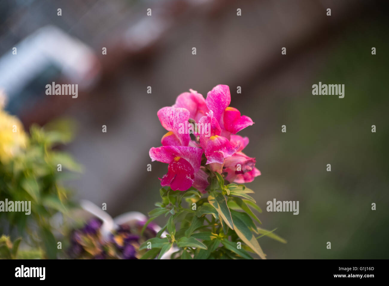 Ping flower on tree hi-res stock photography and images - Alamy