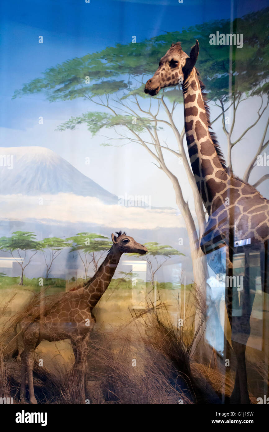 Museum diorama natural history hi-res stock photography and images - Alamy