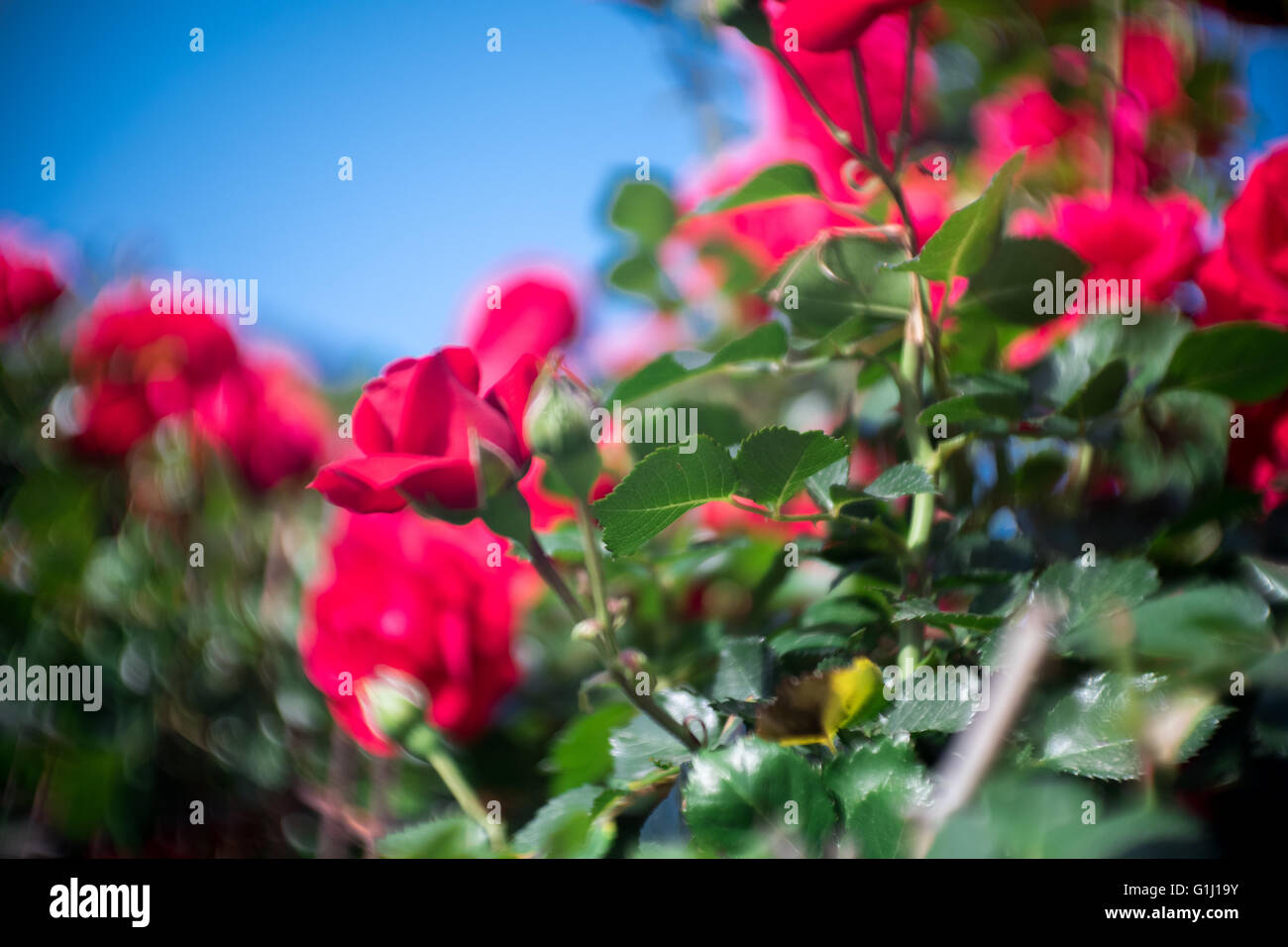 Red roses on a rose tree Stock Photo - Alamy