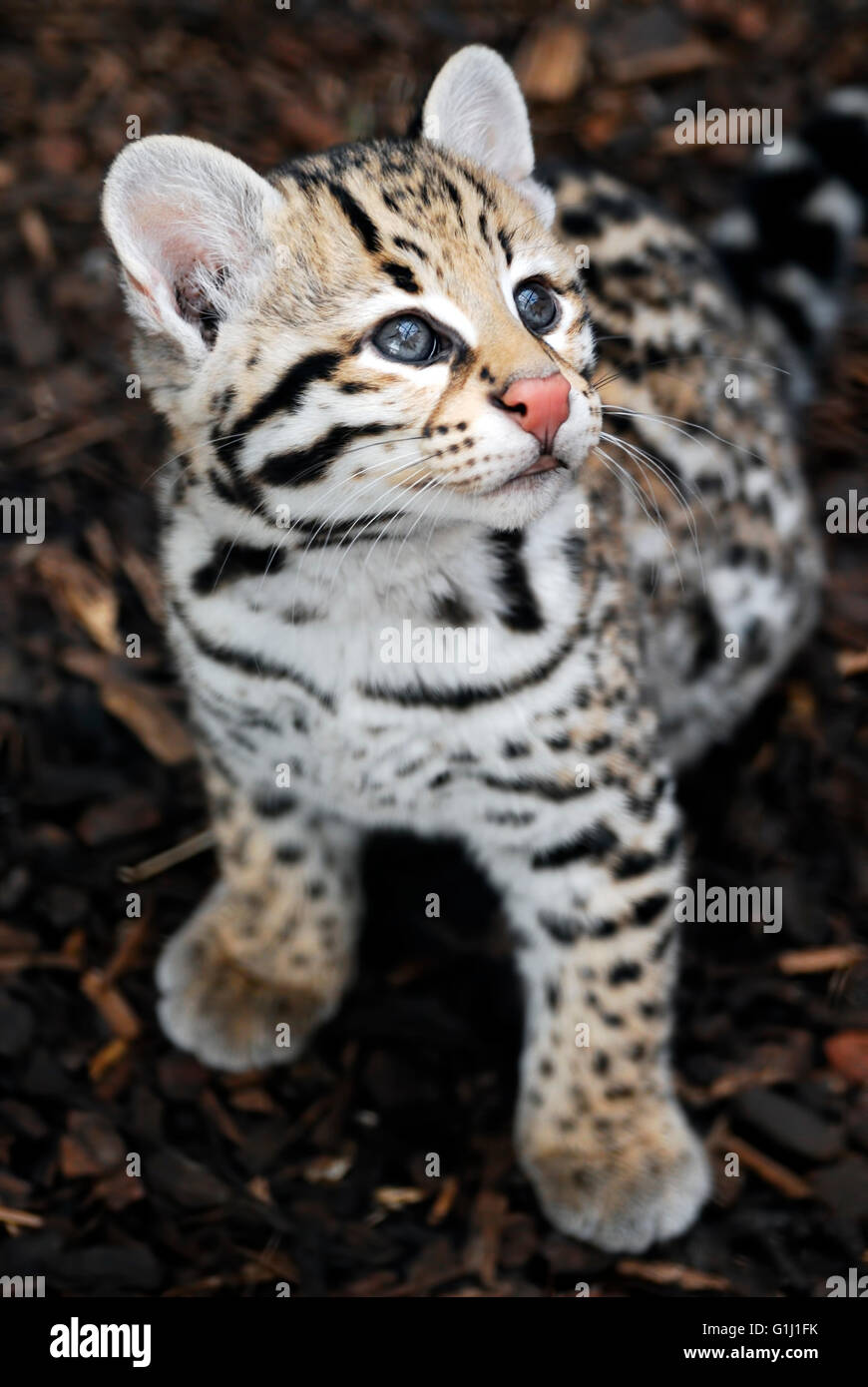 Ocelot Cub - Brazilian Ocelot kitten looking up Stock Photo - Alamy