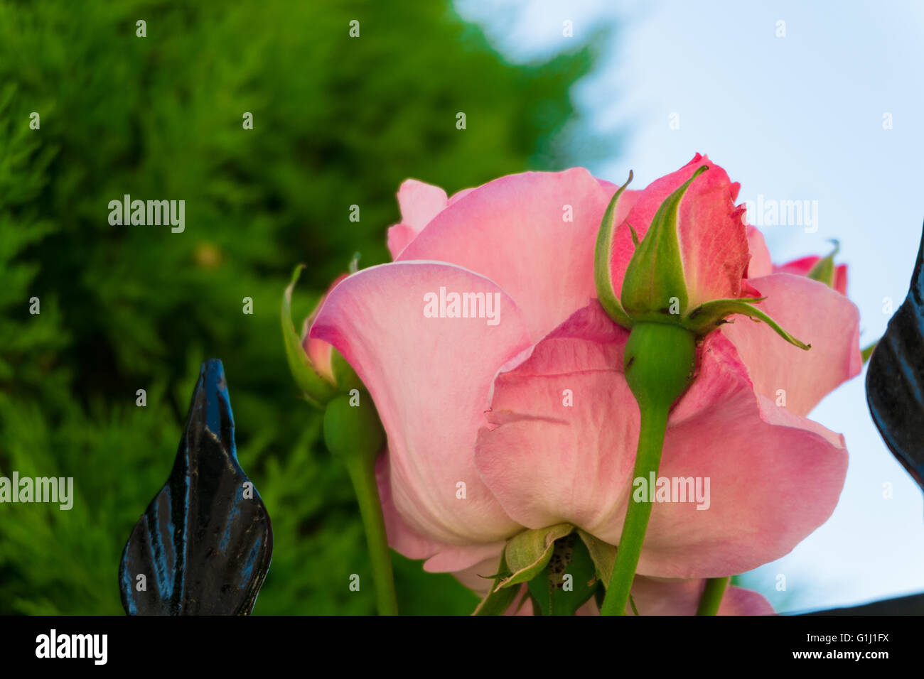 Pink rose on a rose tree Stock Photo - Alamy