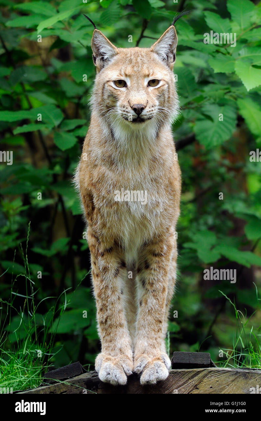 Lynx - Female European Lynx Posing in Lush green woodland Stock Photo ...
