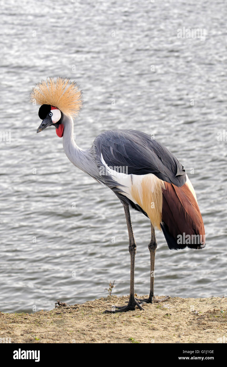 Grey Crowned Crane - African Crowned Crane - standing on shore line by ...