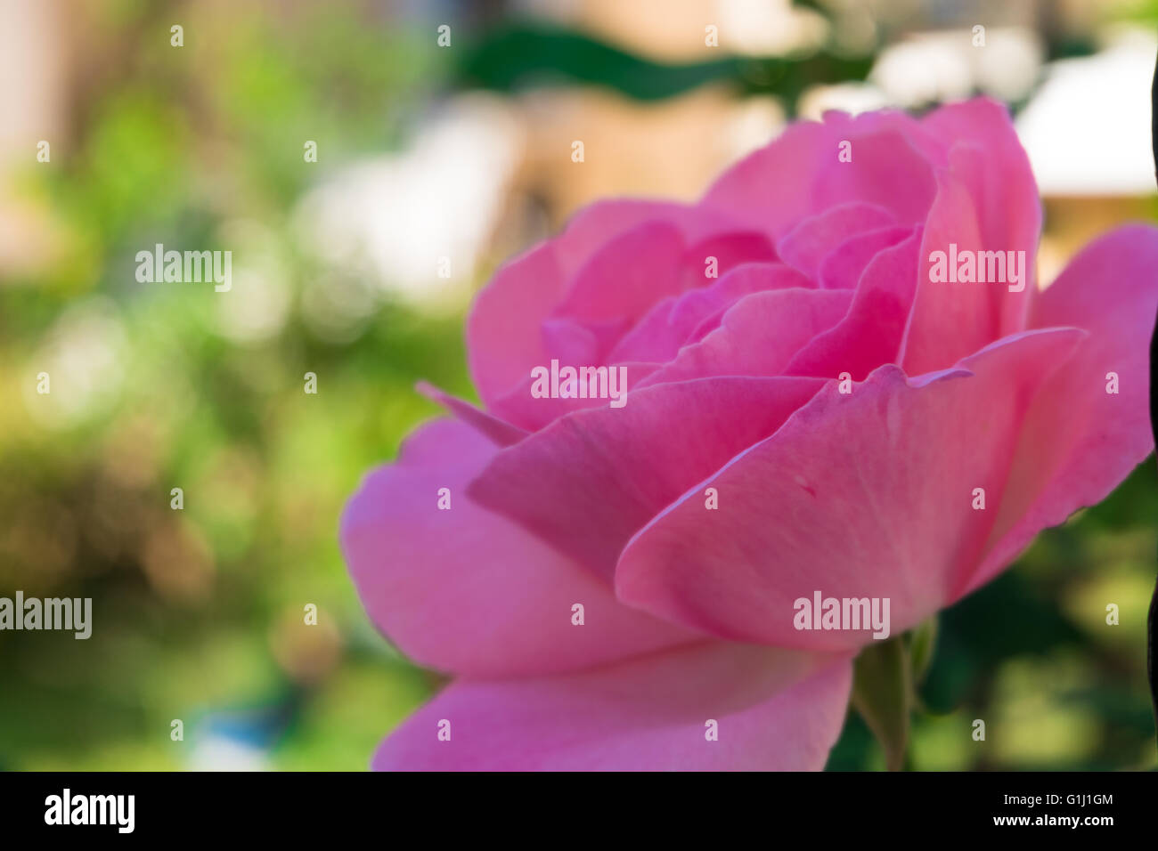 Pink rose on a rose tree Stock Photo - Alamy