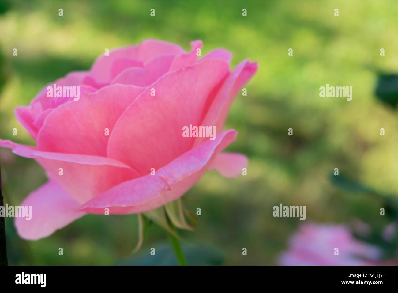 Pink rose on a rose tree Stock Photo - Alamy