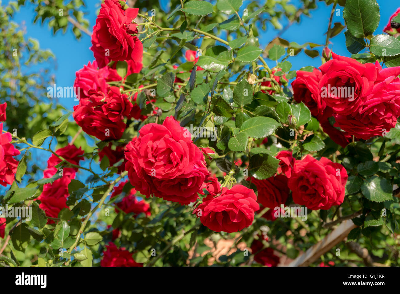 Tree with roses hi-res stock photography and images - Alamy