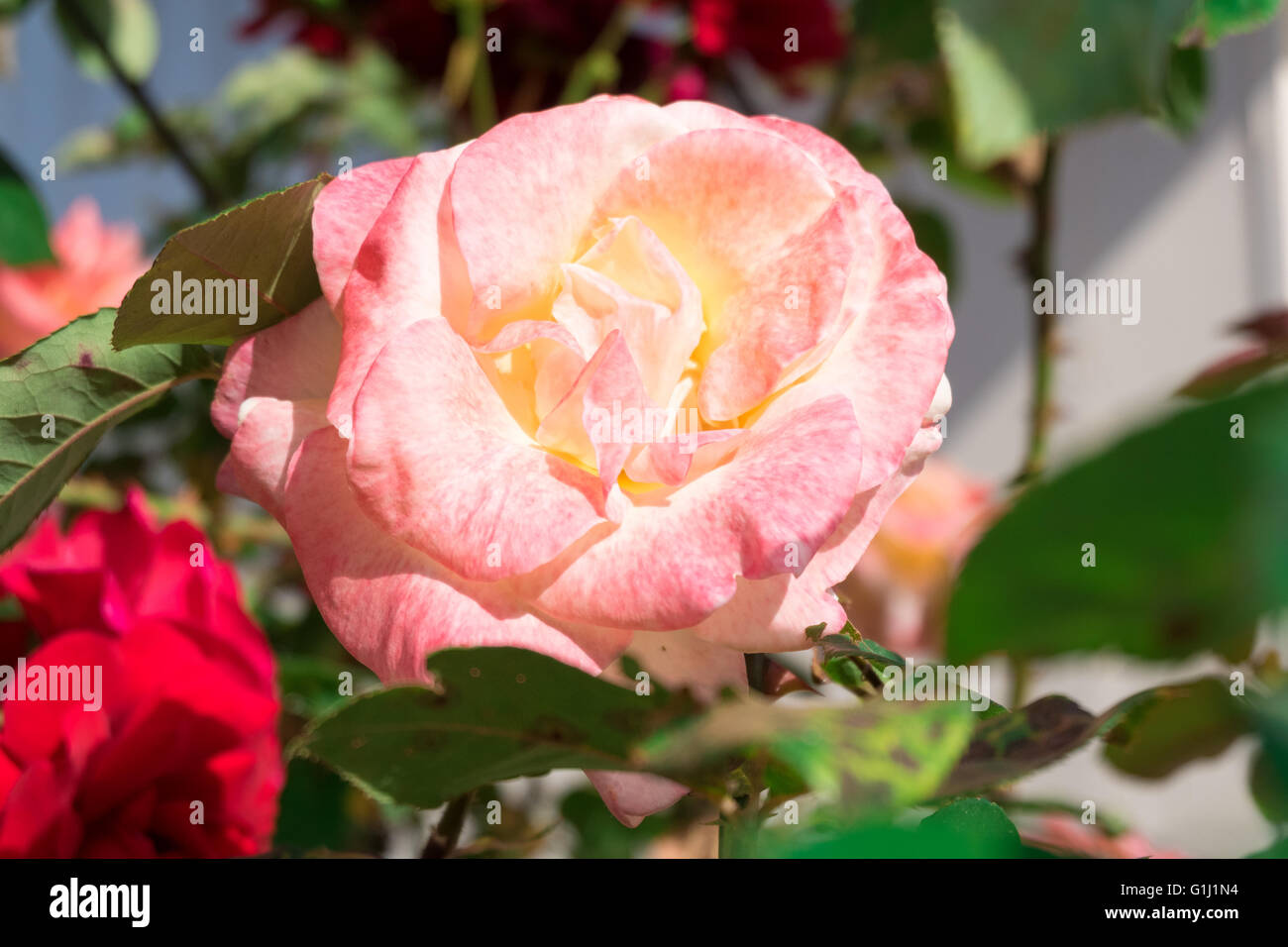 Pink rose on a rose tree Stock Photo - Alamy