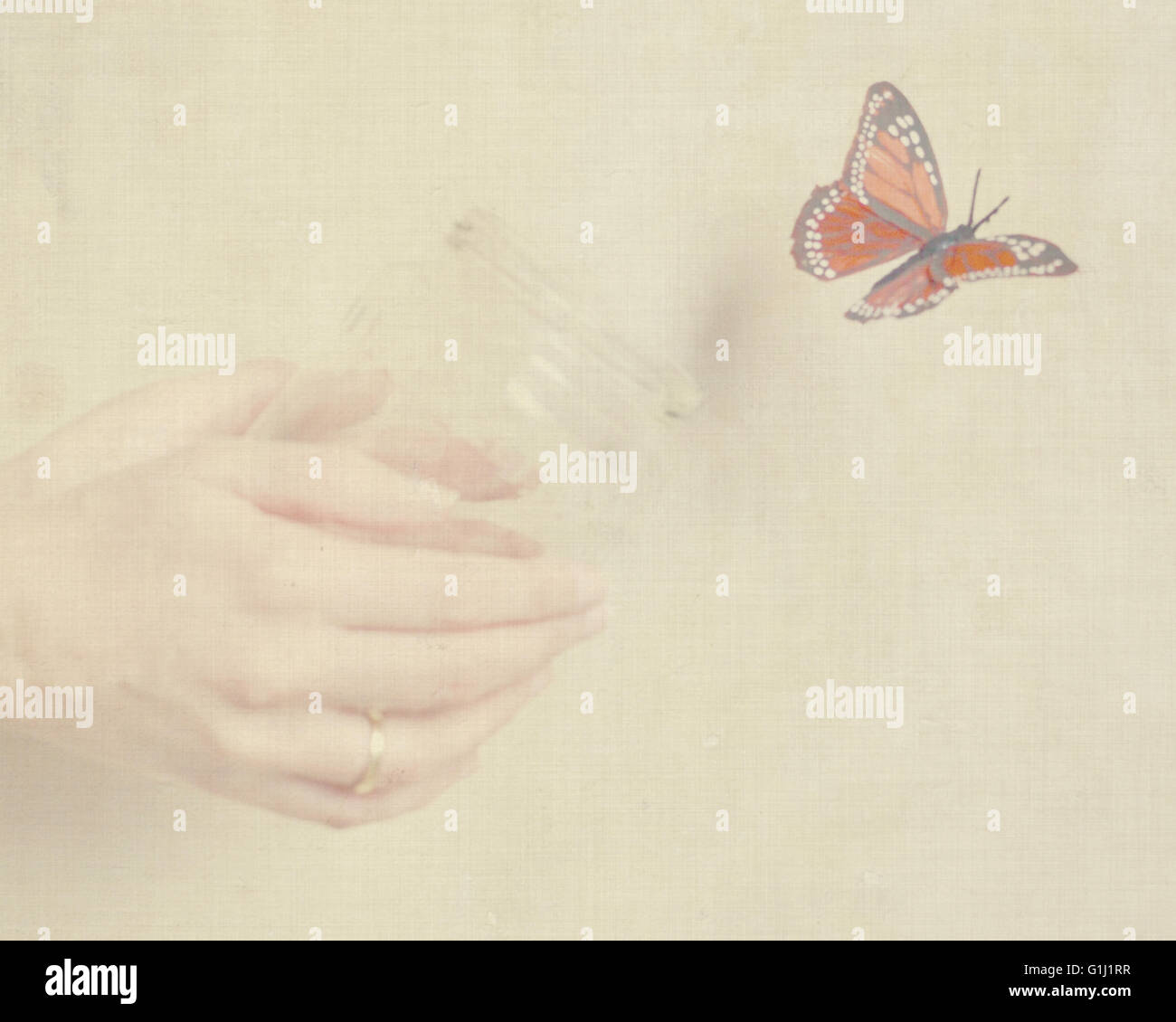 Woman's hands releasing monarch butterfly from a jar Stock Photo - Alamy