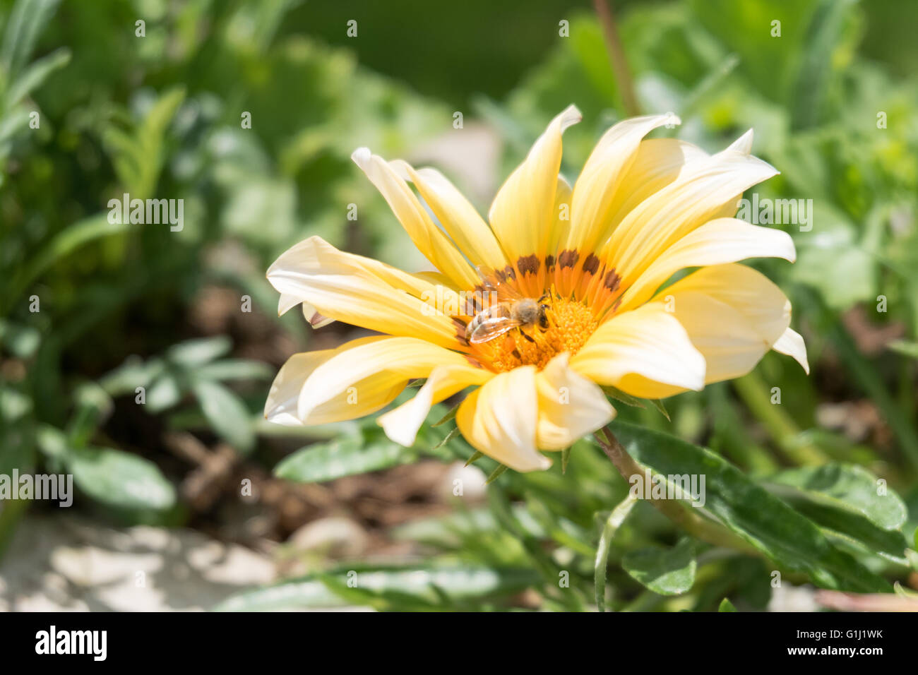 A bee on a yellow flower Stock Photo - Alamy