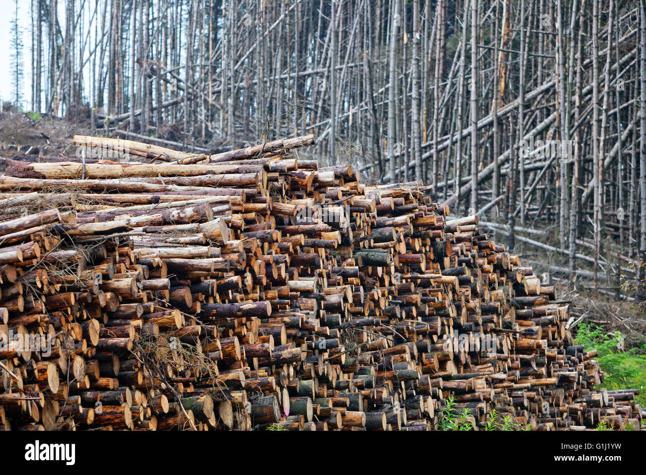 Sitka spruce plantation hi-res stock photography and images - Alamy
