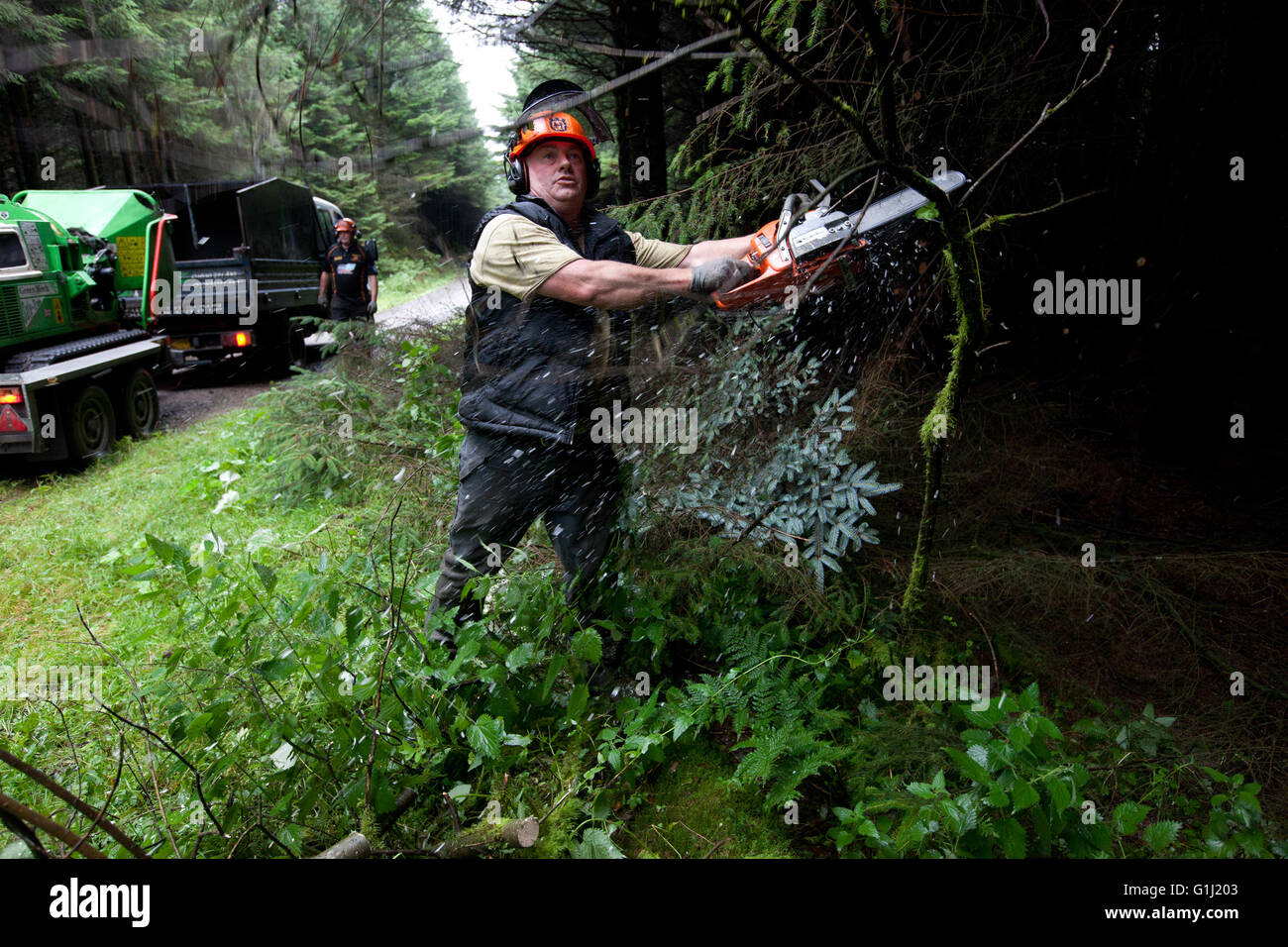 A Forestry Commission Wales contractor uses a chain saw to cut small ...