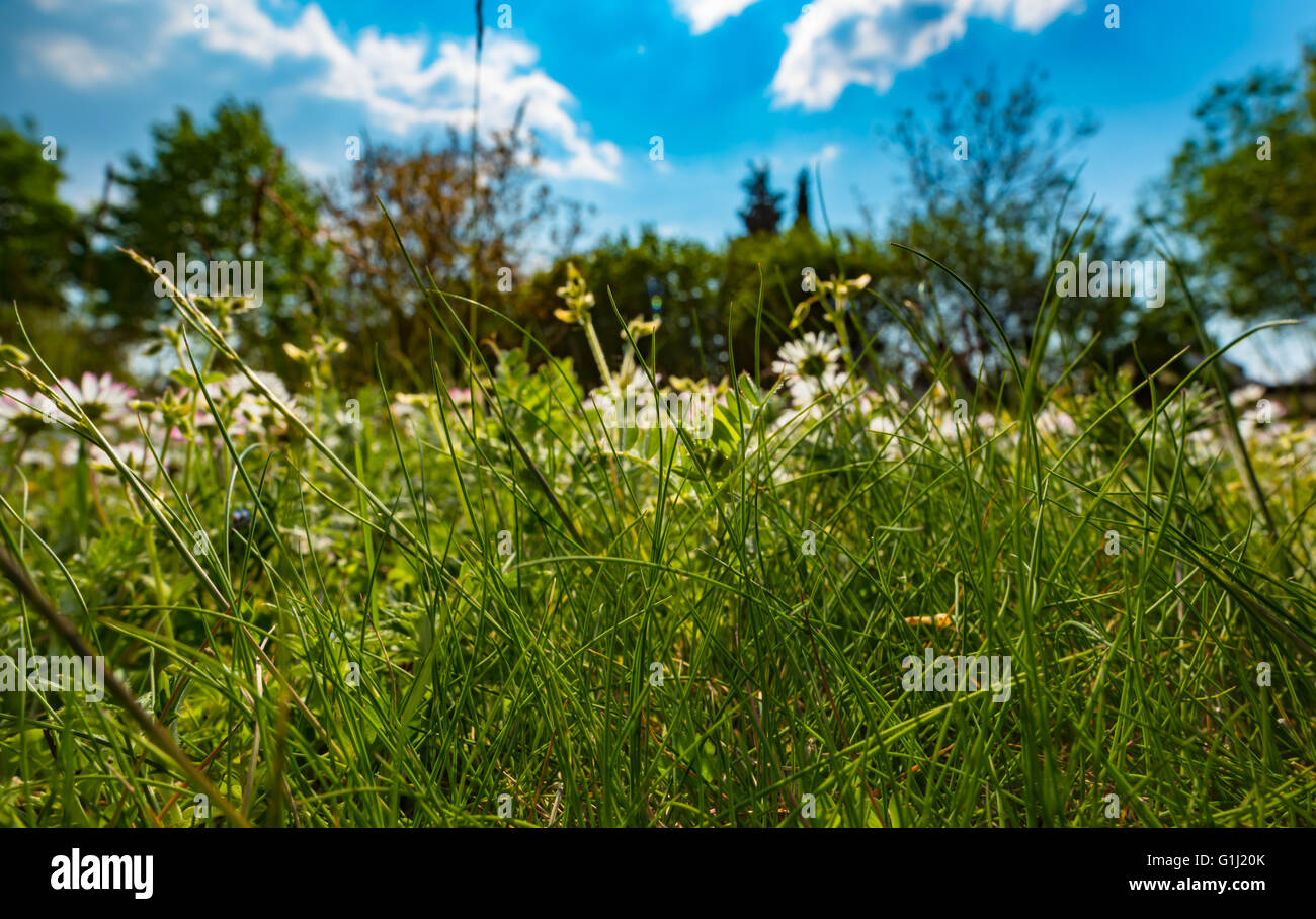 Green sky meadow nature hi-res stock photography and images - Alamy