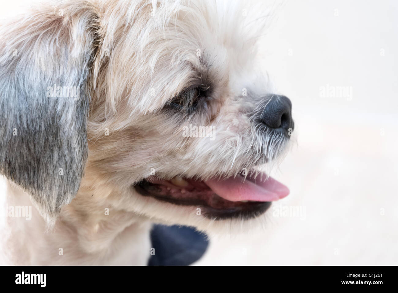 Half a dog hi-res stock photography and images - Alamy