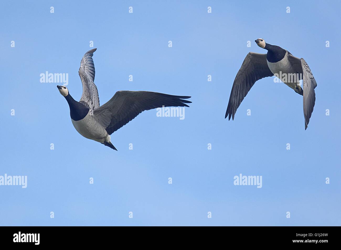 Pair of barnacle birds flying in sky, Oldersum, Germany Stock Photo - Alamy