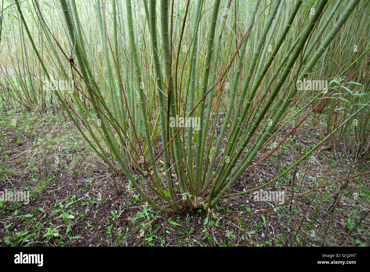 Coppice willow hi-res stock photography and images - Alamy