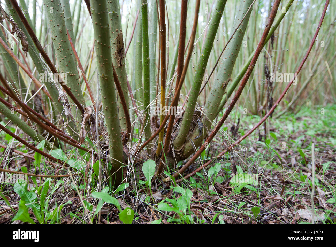 Coppice willow hi-res stock photography and images - Alamy