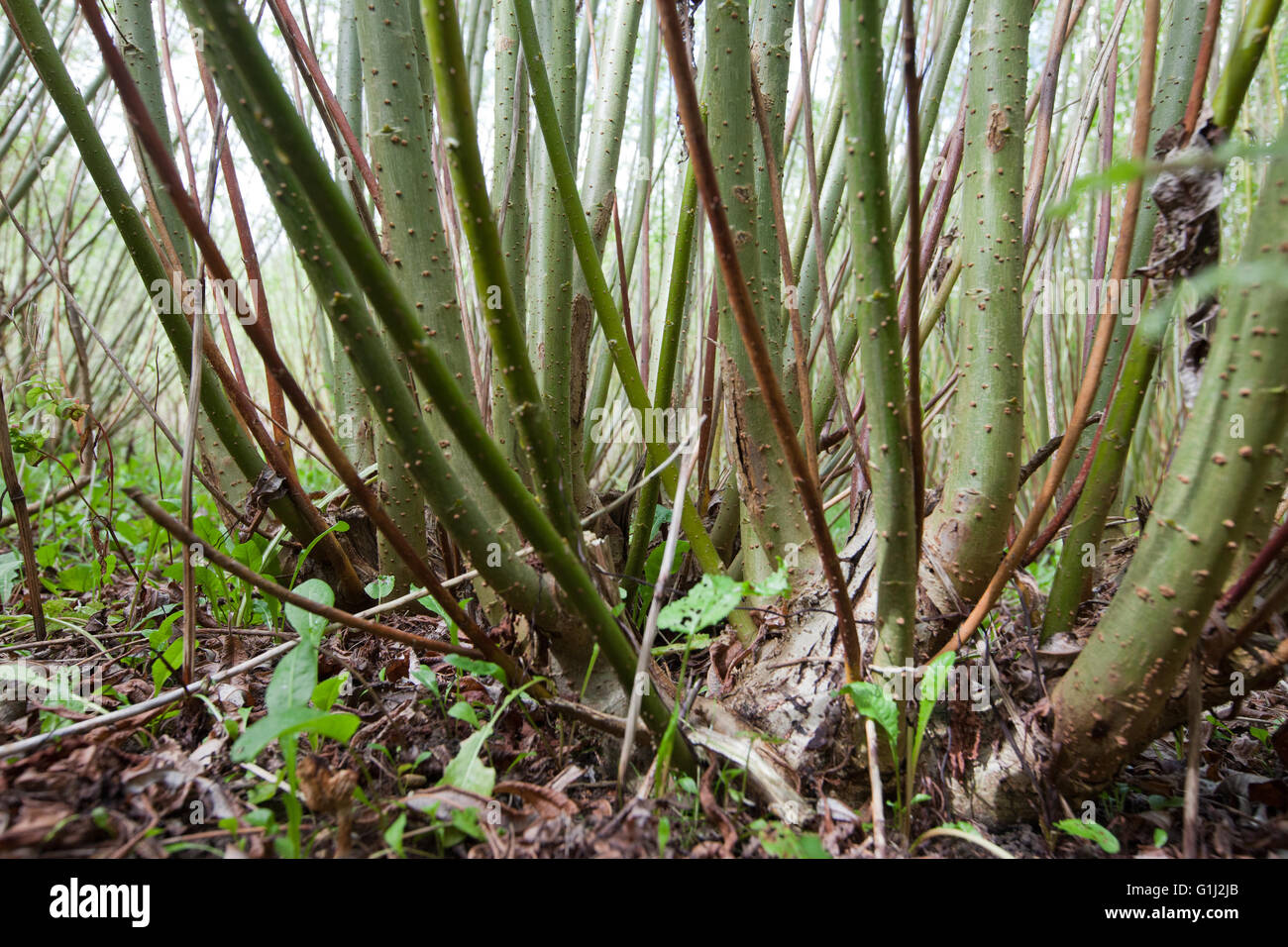 Willow coppice hi-res stock photography and images - Alamy