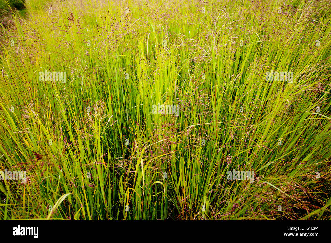 Switchgrass hi-res stock photography and images - Alamy