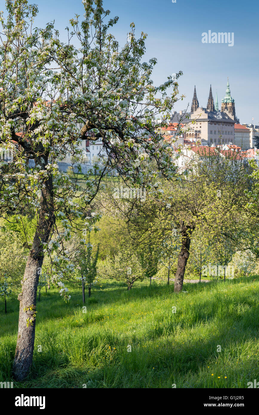 Prague castle spring panorama architecture flowering trees hi-res stock ...