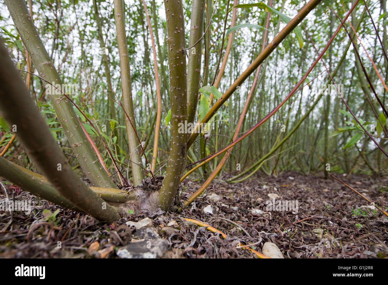 Willow growing at the Rothamsted Research Centre, Harpenden ...
