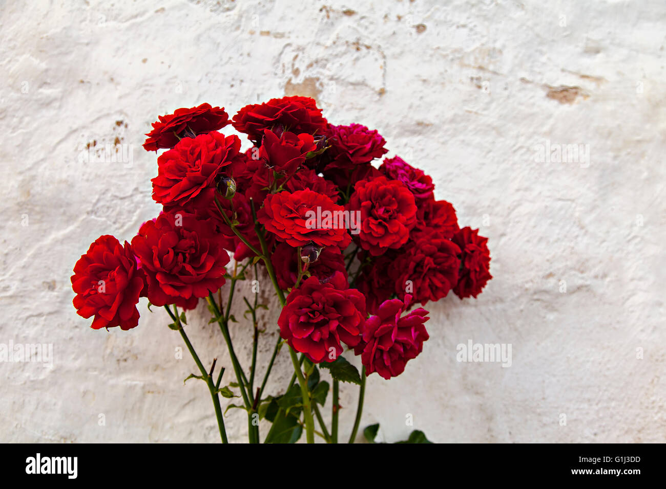Stone wall roses hi-res stock photography and images - Alamy