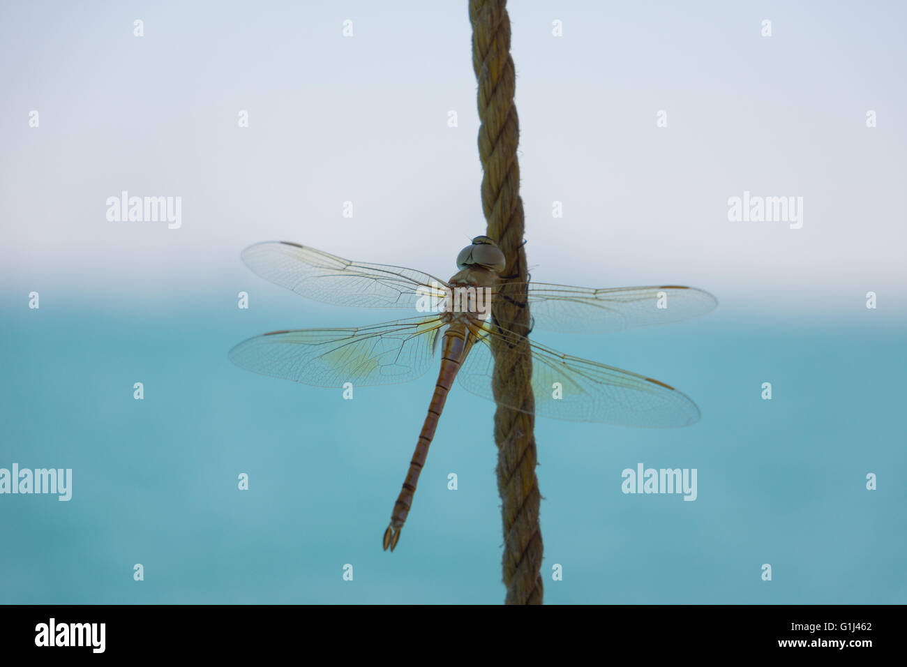A dragon fly resting on a small rope at sea Stock Photo - Alamy