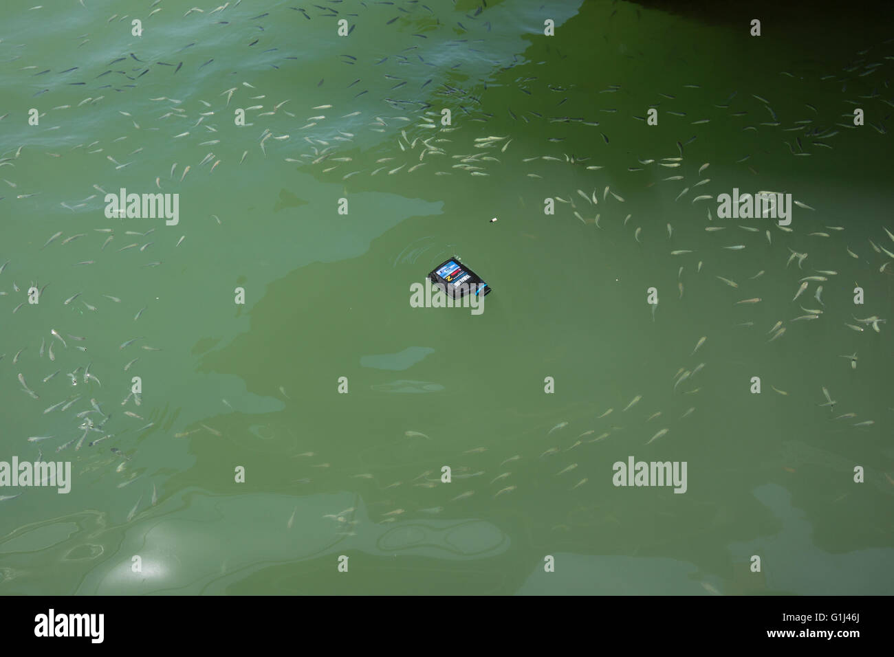 Fish swimming in circle hi-res stock photography and images - Alamy