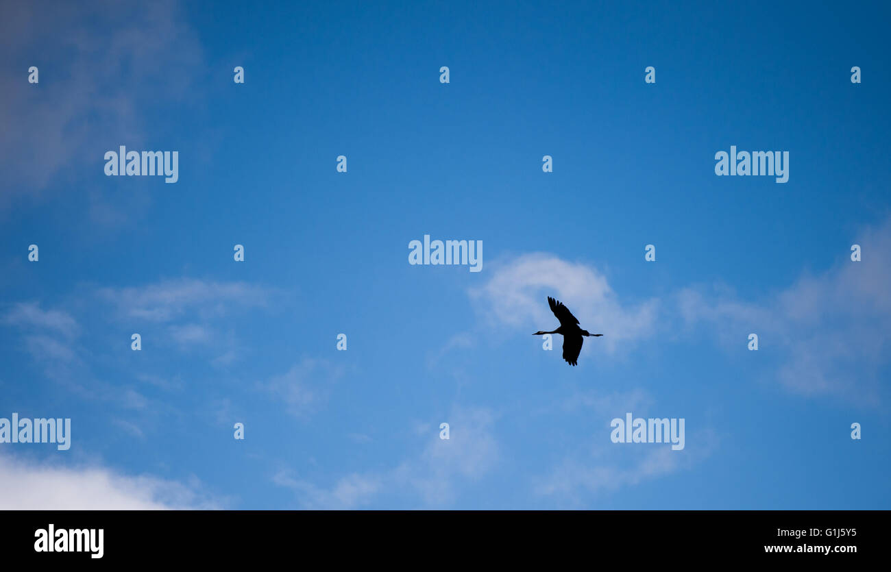 Waldrode, Germany. 15th May, 2016. A crane flies under a blue sky above ...