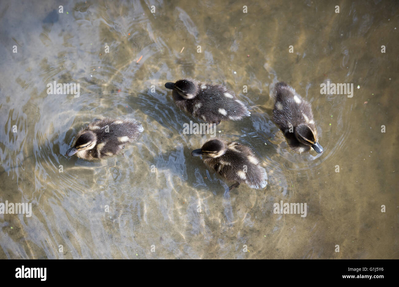 Waldrode, Germany. 15th May, 2016. Four ducklings swim in a brook in ...