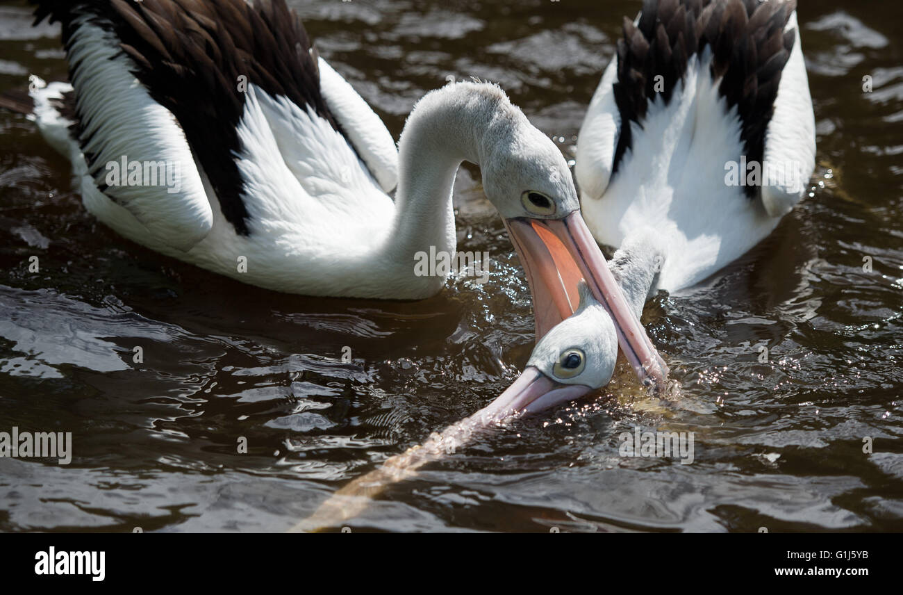 Waldrode hi-res stock photography and images - Alamy