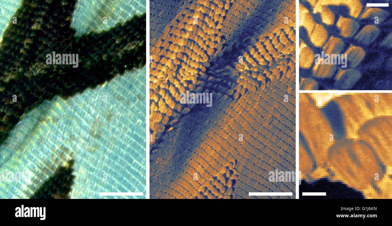 Butterfly wing microscope hi-res stock photography and images - Alamy