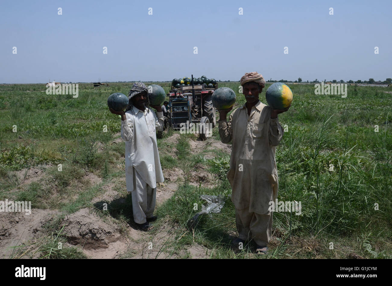 Lahore, Pakistan. 16th May, 2016. Pakistani farmers busy in their ...