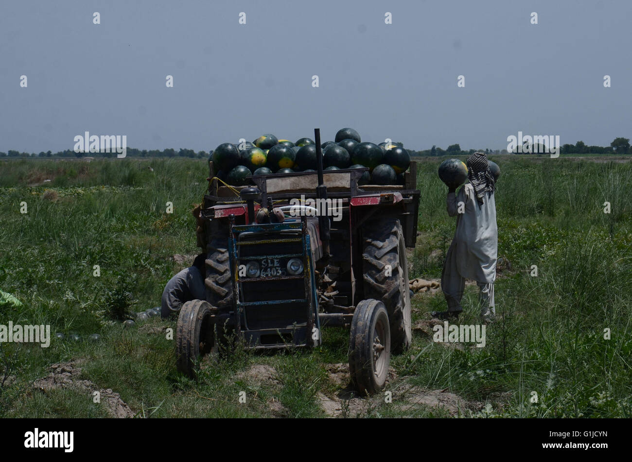 Lahore, Pakistan. 16th May, 2016. Pakistani farmers busy in their ...