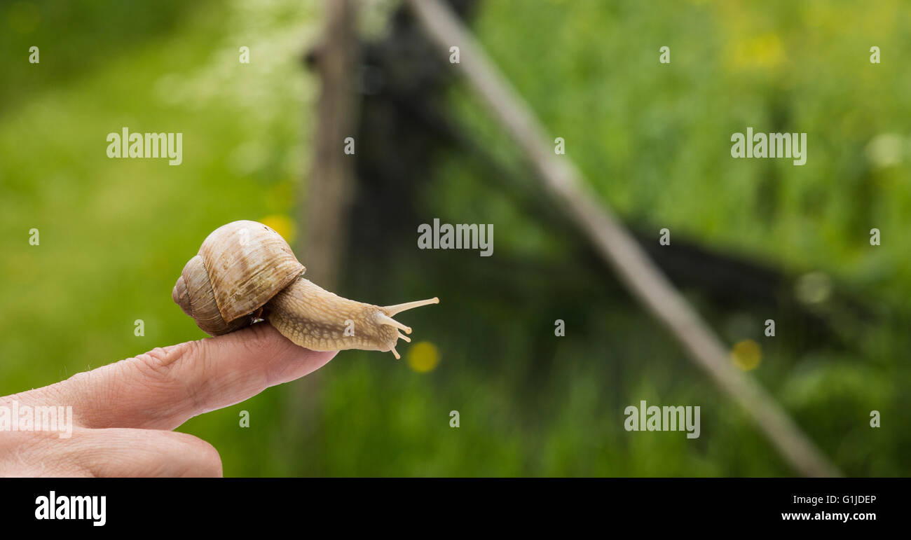 Muensingen, Gemrany. 10th May, 2016. Snail breeder Rita Goller breeds ...