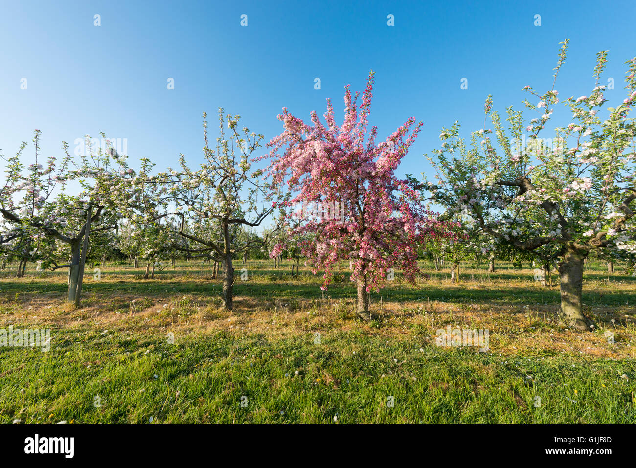 Commercial pollination hi-res stock photography and images - Alamy