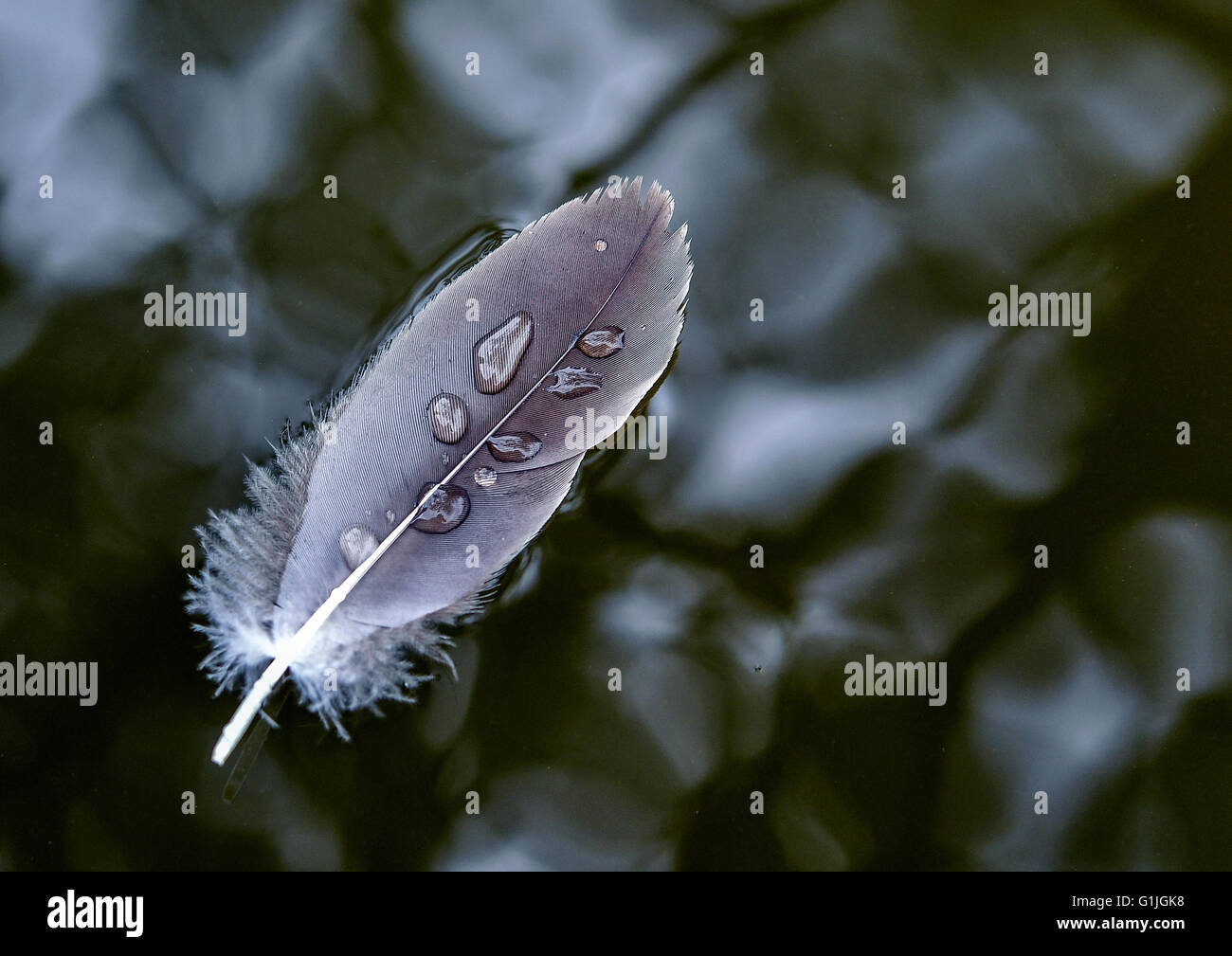 Gross Schauen, Germany. 17th May, 2016. A bird feather with a few ...