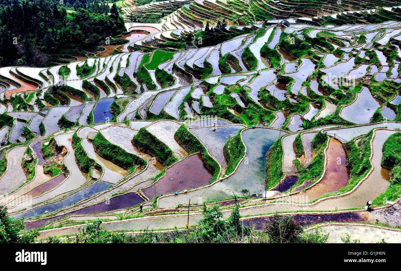 Congjiang, China's Guizhou Province. 17th May, 2016. Villagers work ...