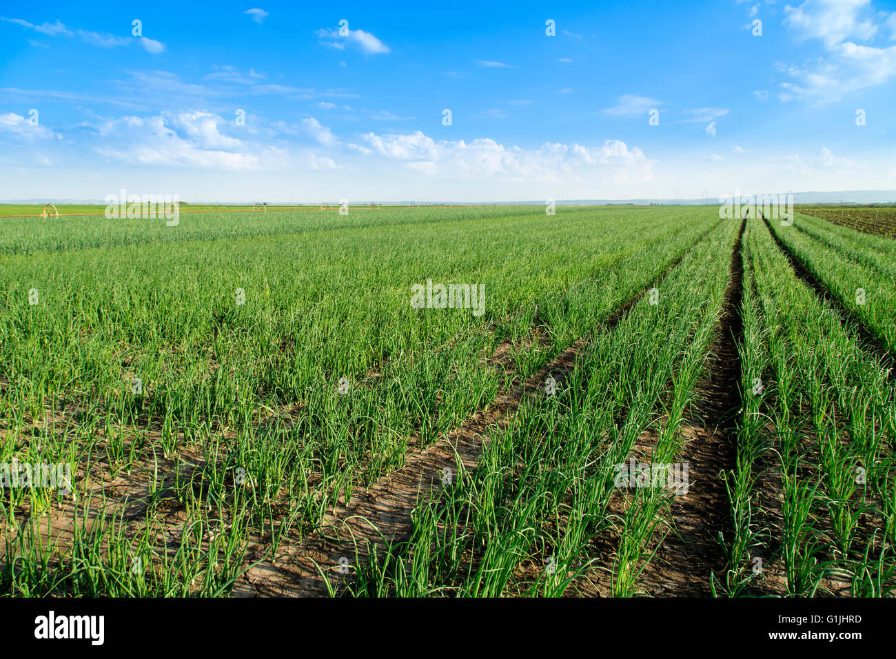 Spring onion field hi-res stock photography and images - Alamy