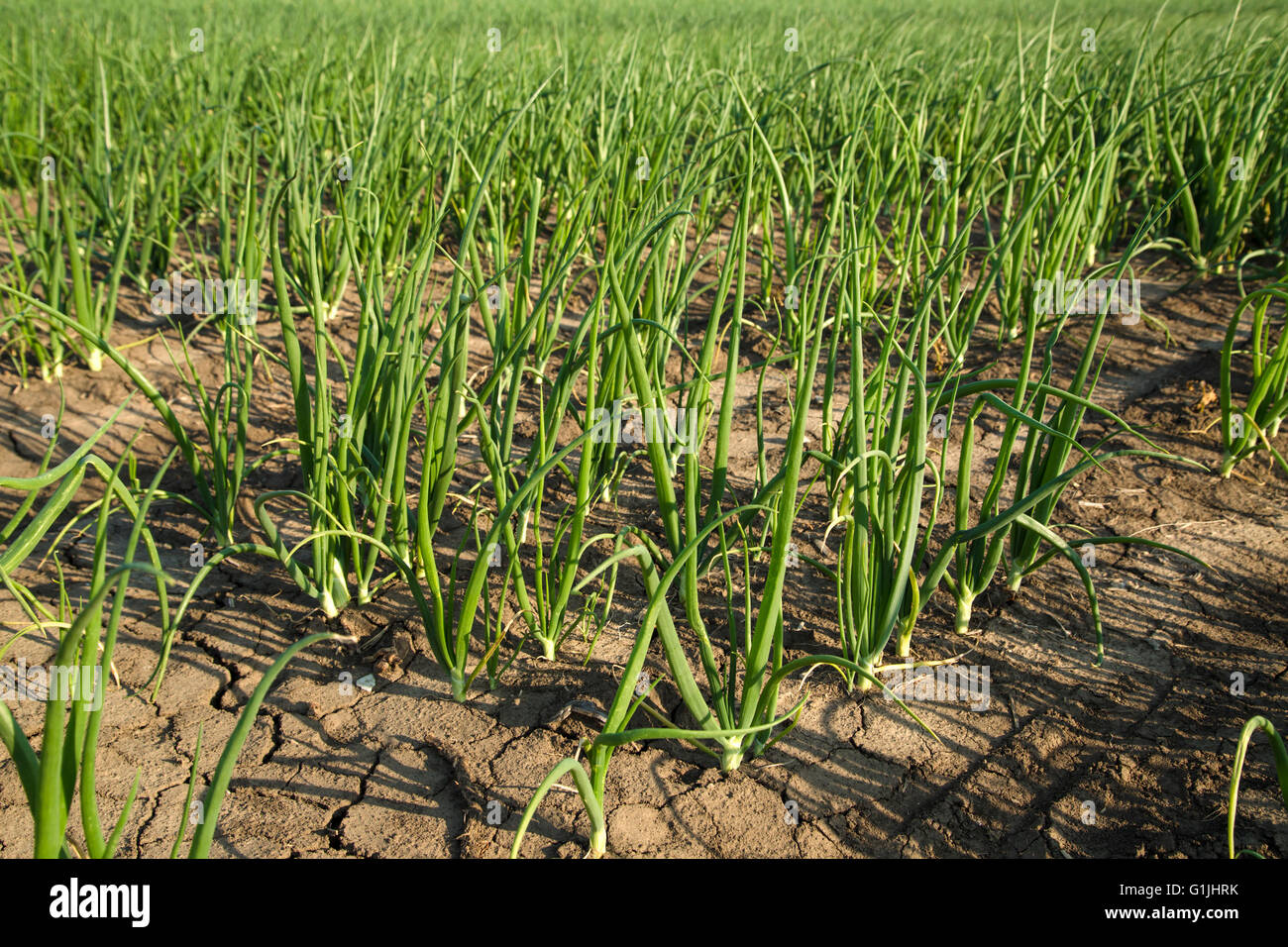 Spring onion field hi-res stock photography and images - Alamy