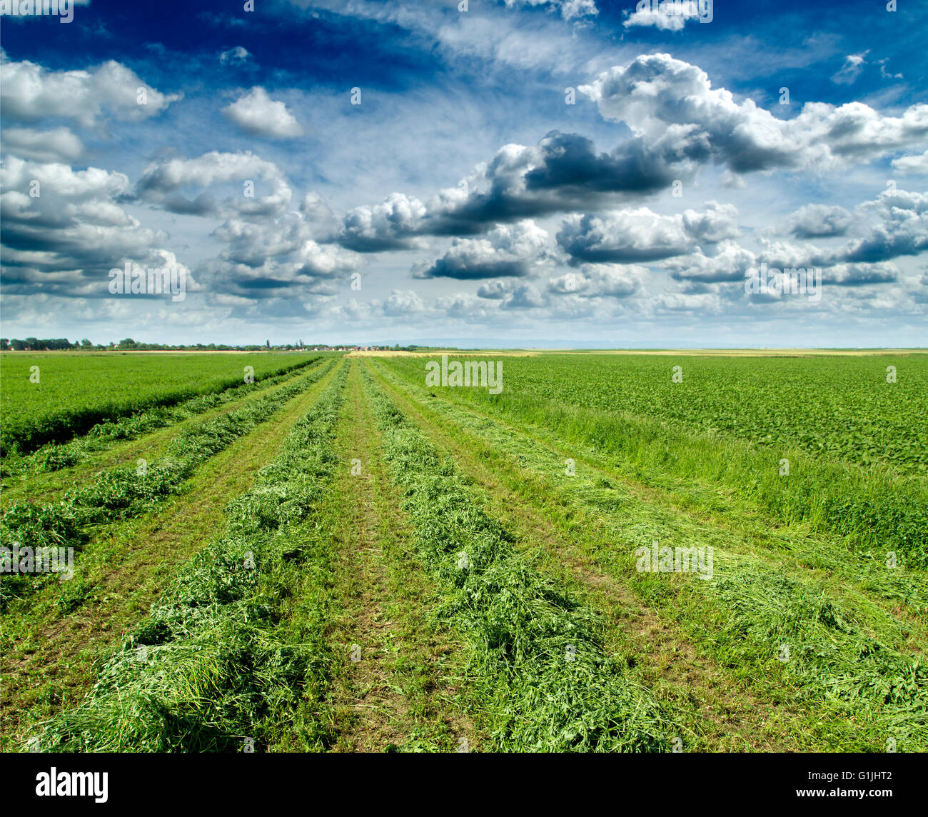 Clover, shamrock field freshly mowed Stock Photo - Alamy