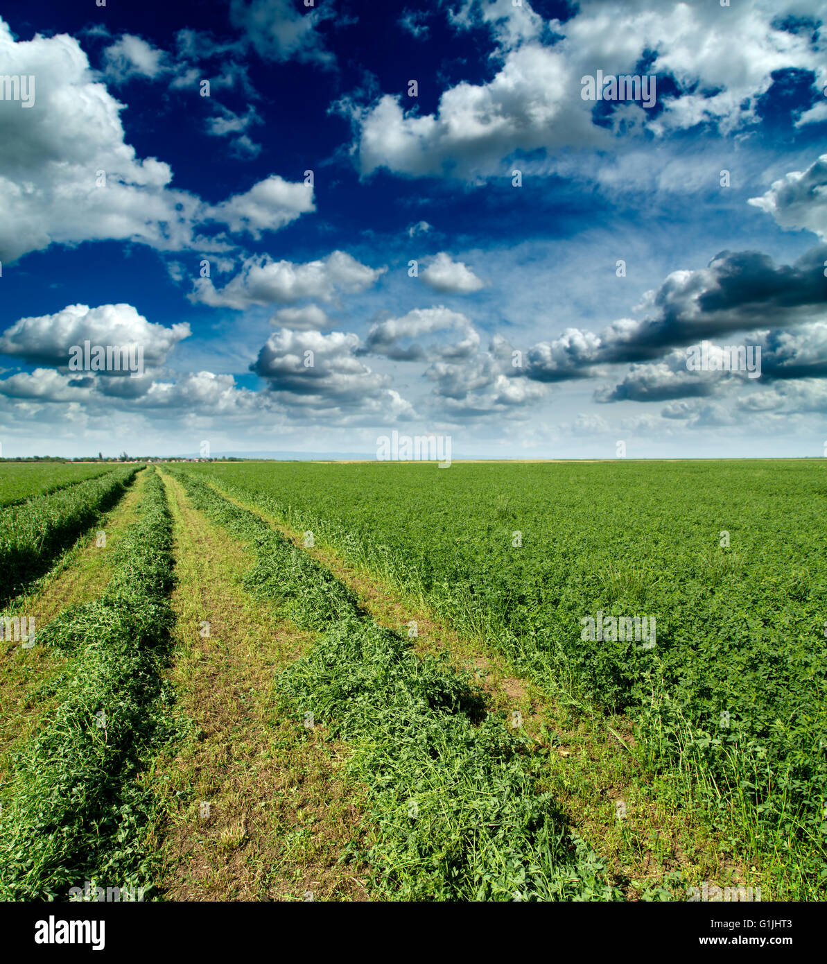 Clover hay hi-res stock photography and images - Alamy