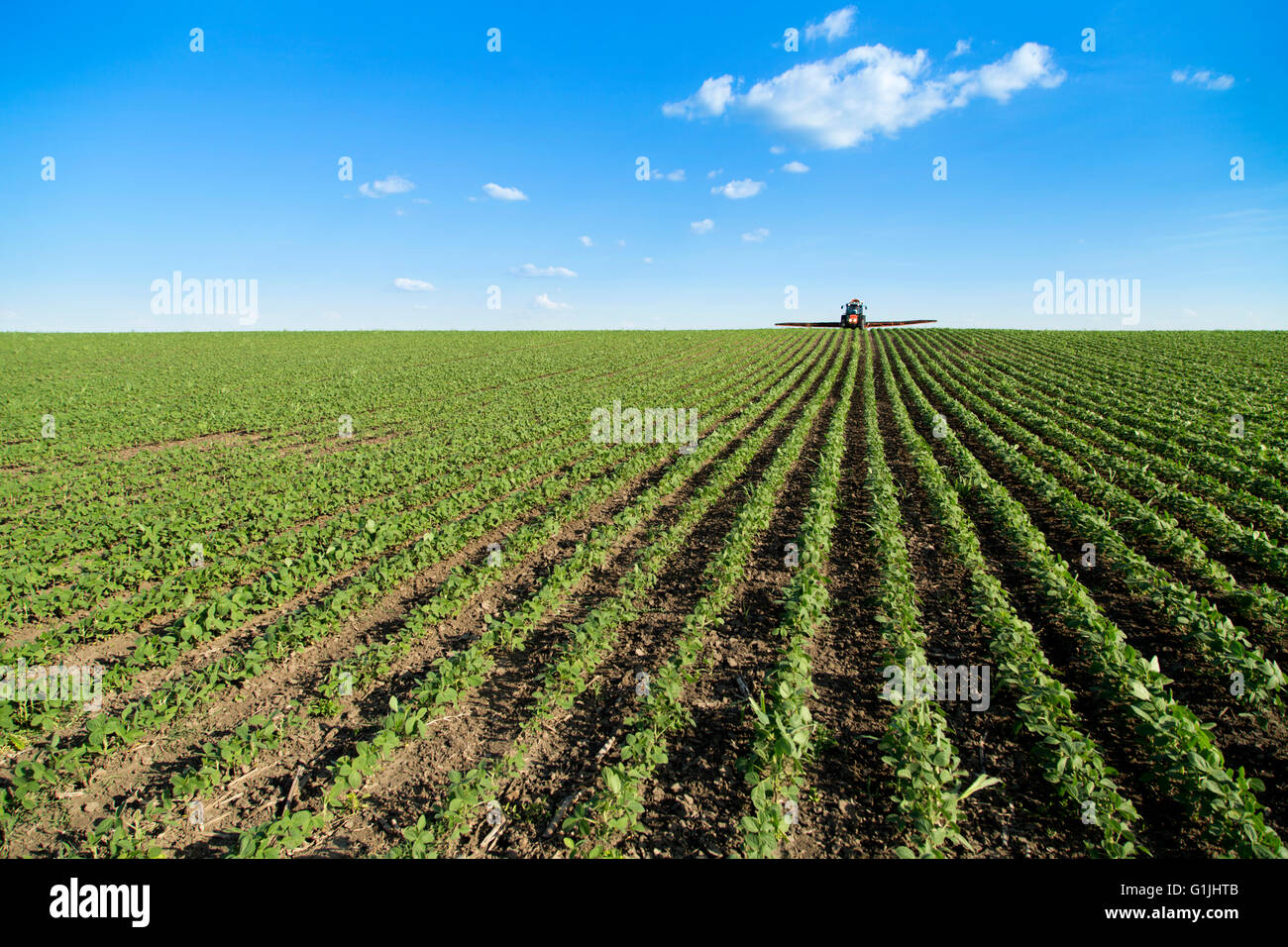 Soybean crop hi-res stock photography and images - Alamy